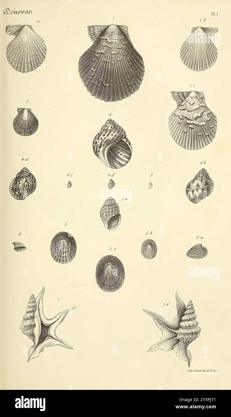 Cone shaped shell hi-res stock photography and images - Alamy