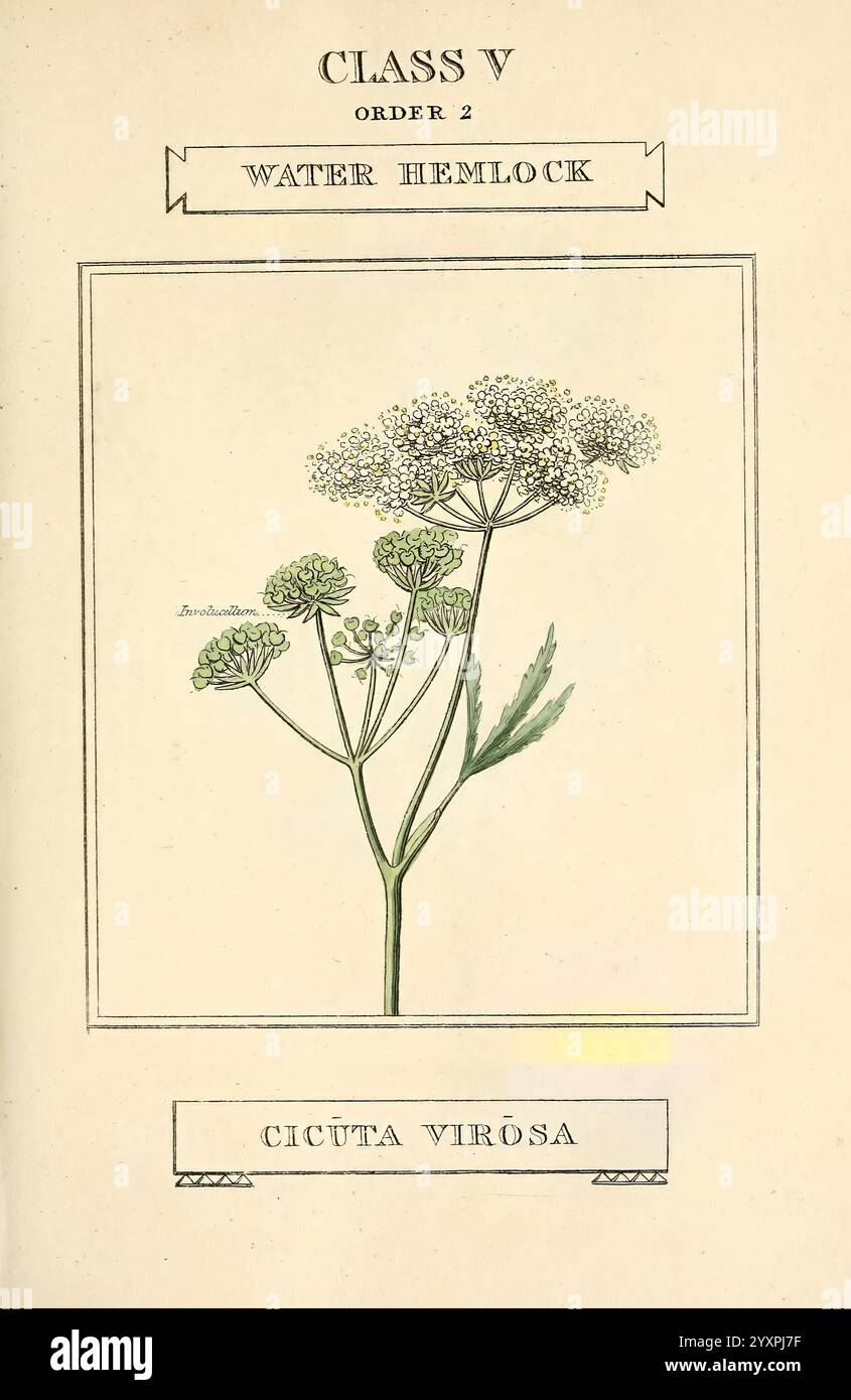 Murray 1812 plants classification pictorial works hi-res stock ...