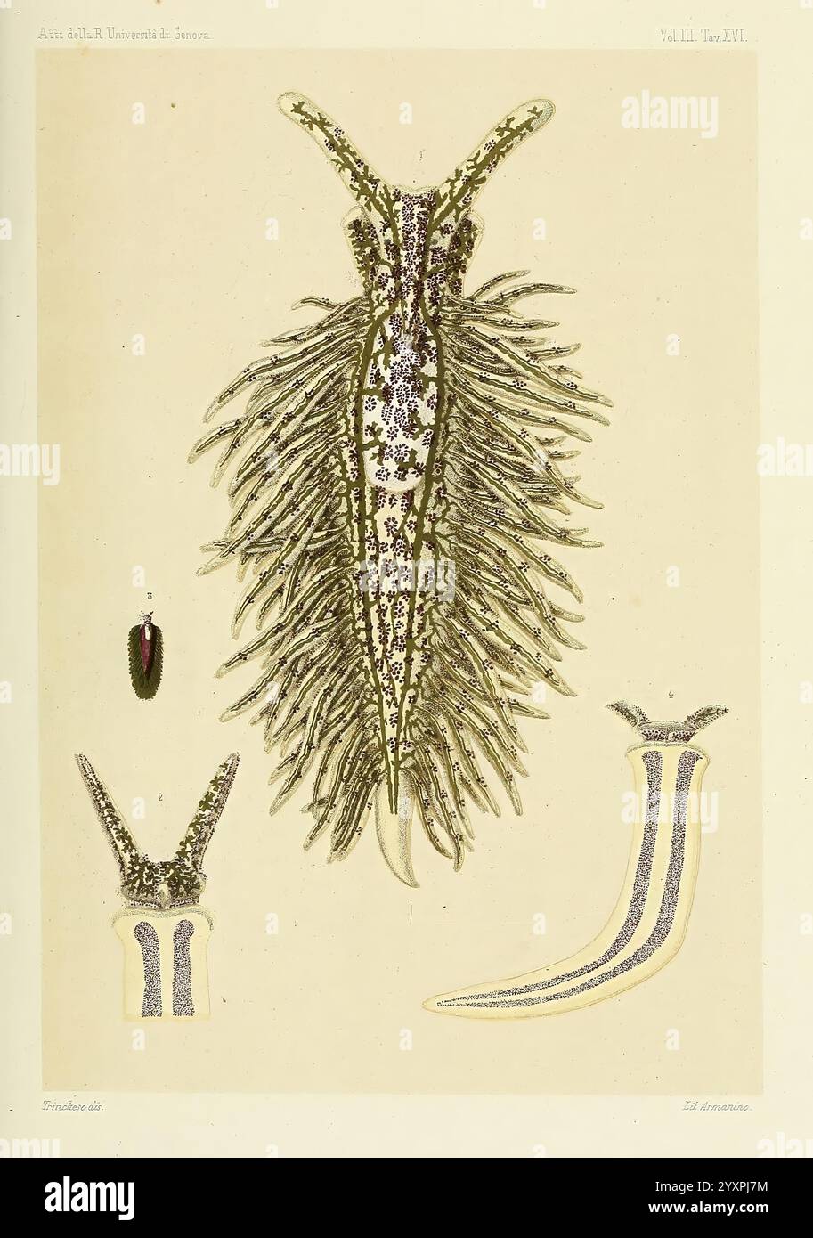 Central figure showcases elongated hi-res stock photography and images ...