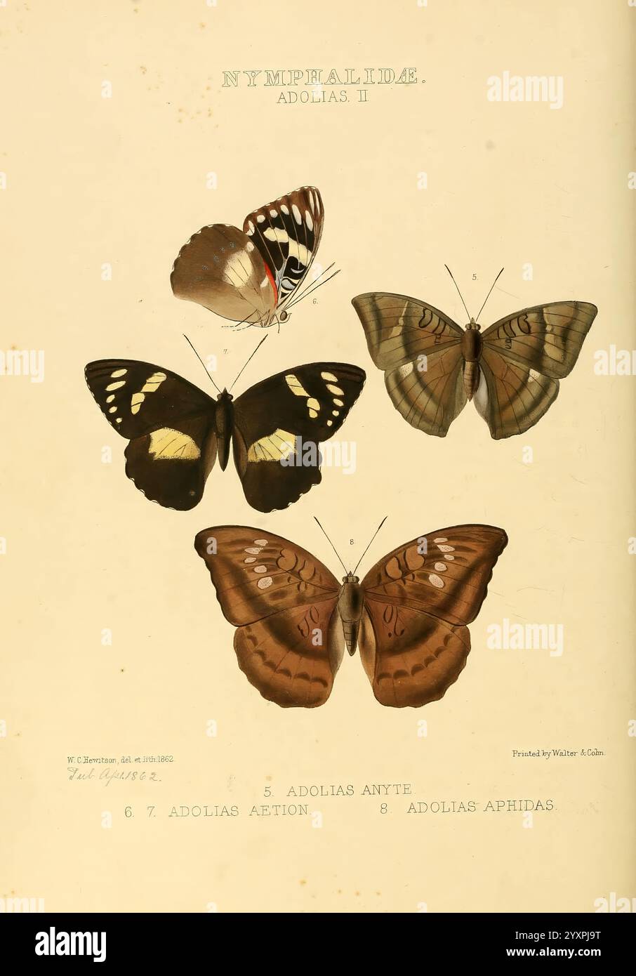 Adolis aetion hi-res stock photography and images - Alamy