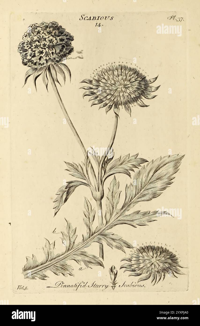 The vegetable system London 1759-1763 botany pictorial works, The ...