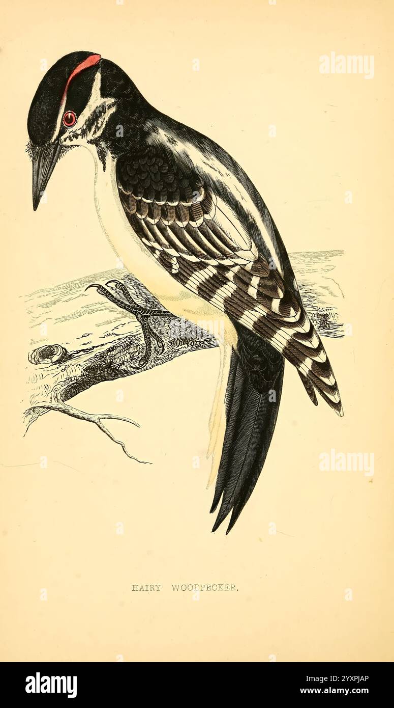 A history of British birds.1863-1866?, birds, Great Britain, bird, A ...