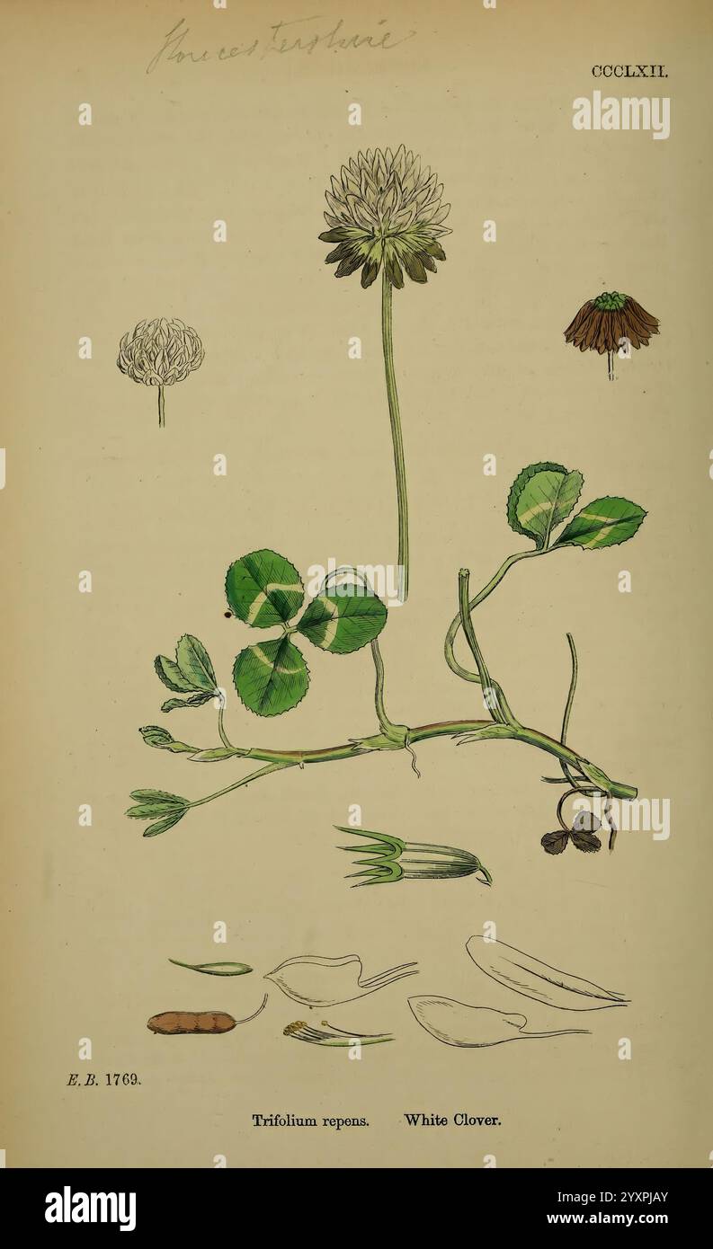 English botany, or Coloured figures of British plants, London, R ...