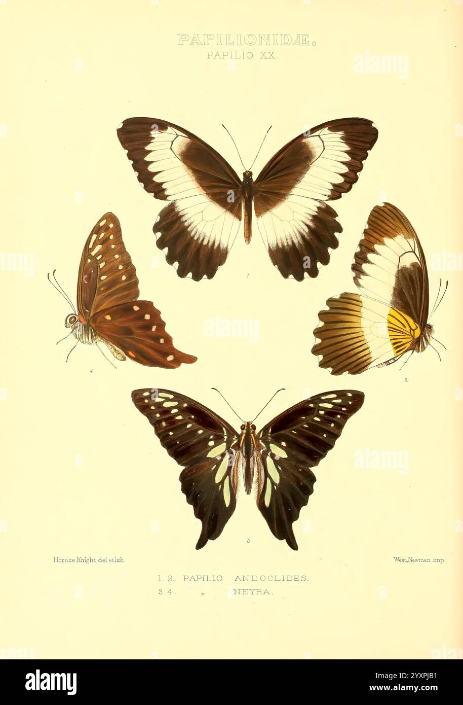 Rhopalocera exotica, London, Gurney & Jackson, 1887-1902, butterflies ...