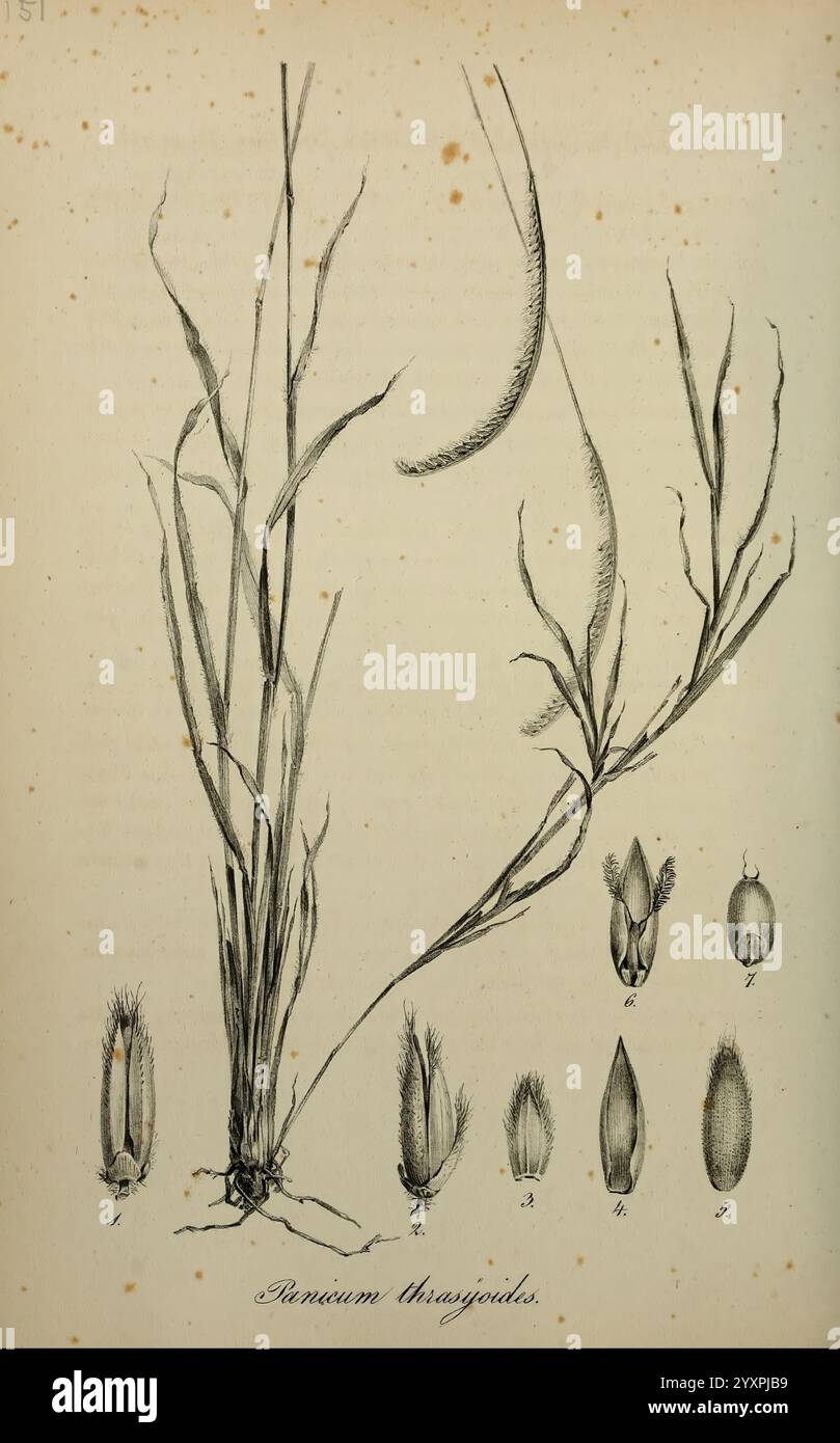 Species Graminum, Petropoli, Impensis Academiae Imperialis Scientiarum ...