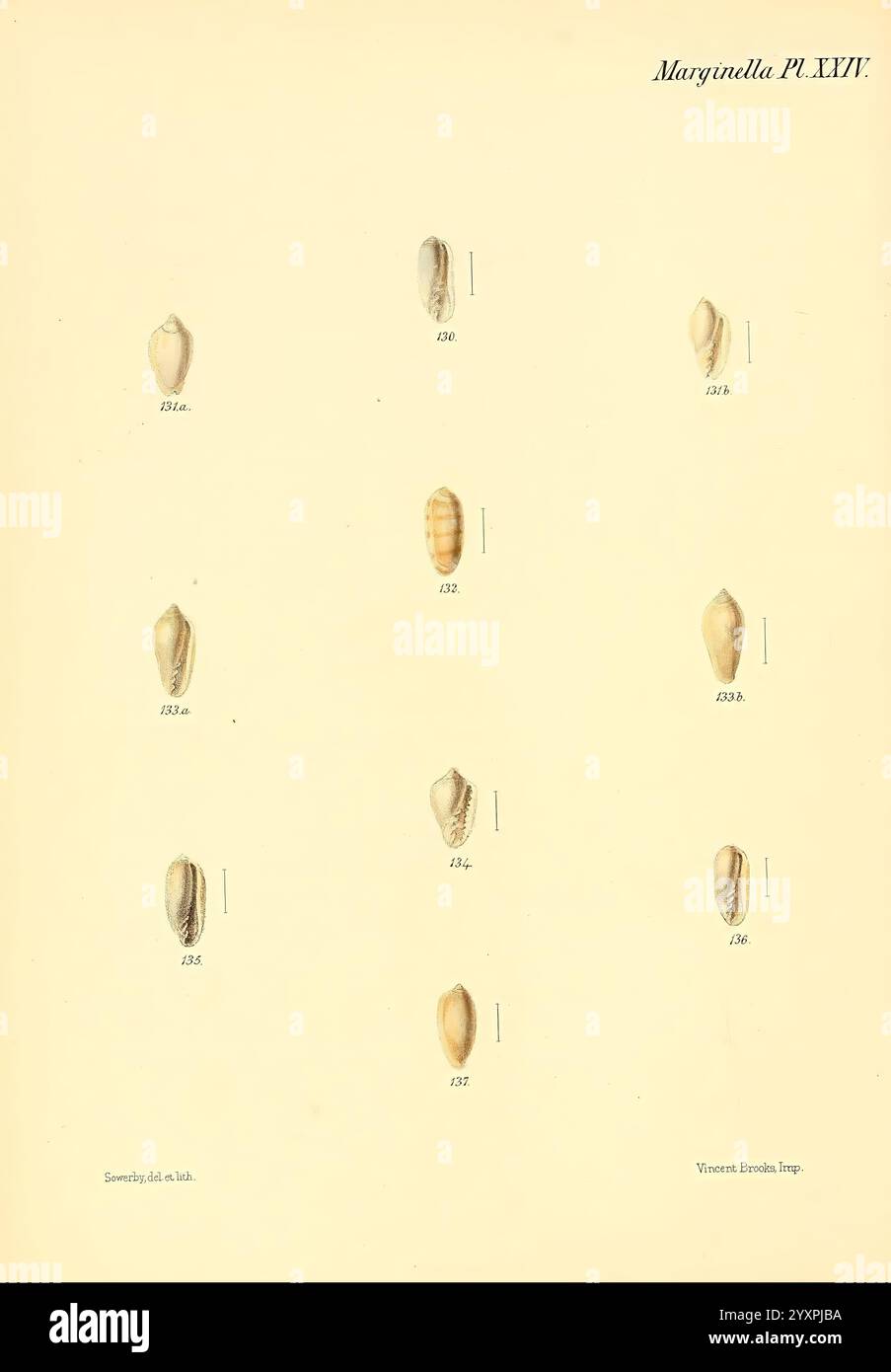 Conchologia iconica, or Illustrations of the shells of molluscous ...