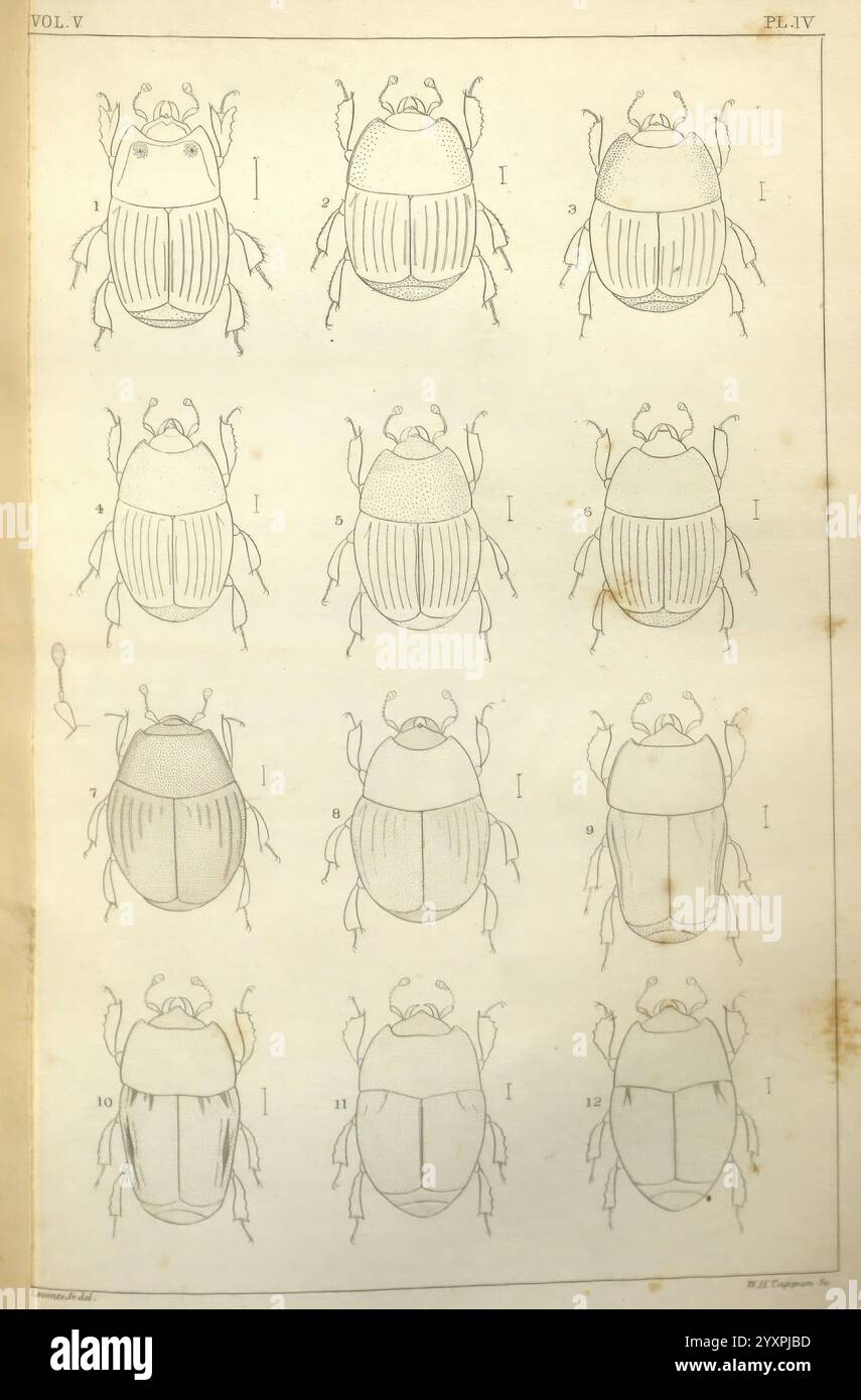 Boston, Journal of Natural History. Boston Society of Natural History ...