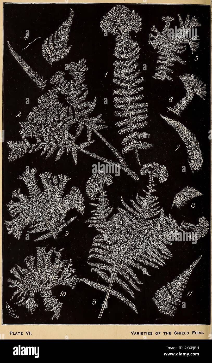 Choice British ferns, London, L. Upcott Gill, 1888, botany, ferns ...