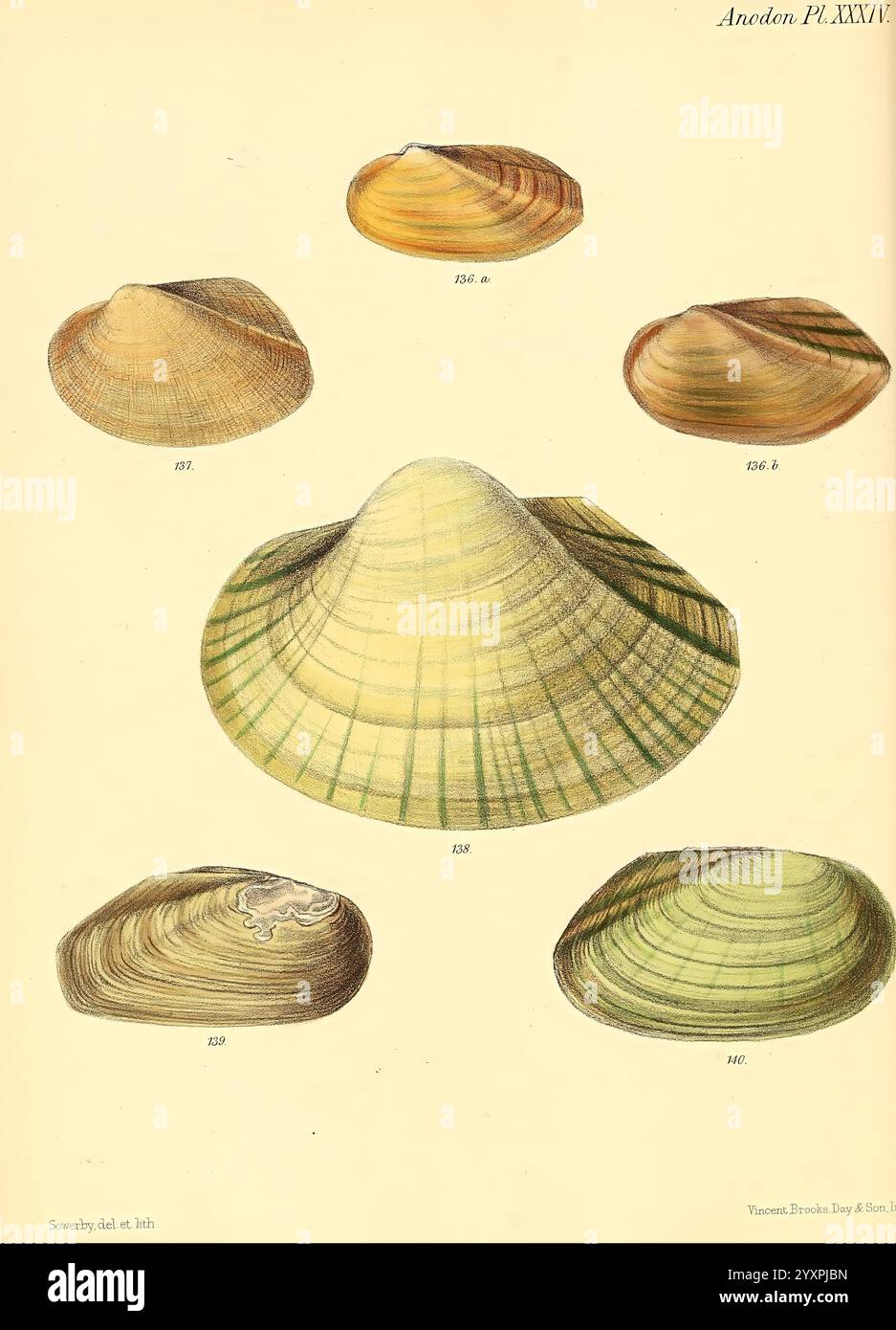Top row features shells hi-res stock photography and images - Alamy