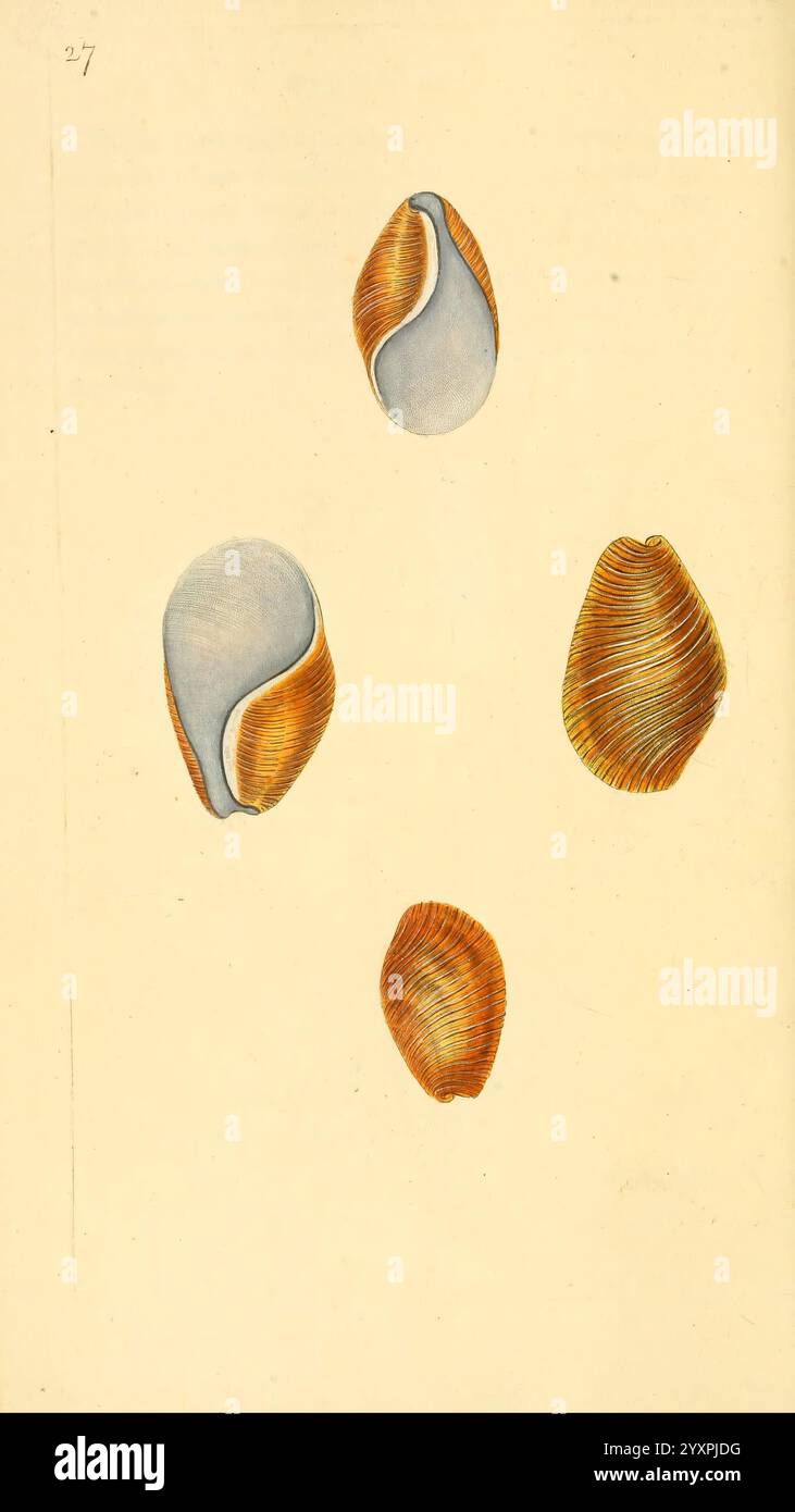 Detailed illustration showcases four distinct seashells hi-res stock ...