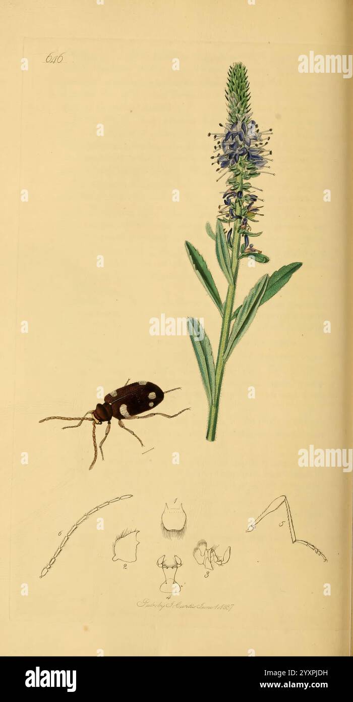 British, entomology, v.2, London, Printed for the author 1823-40 ...
