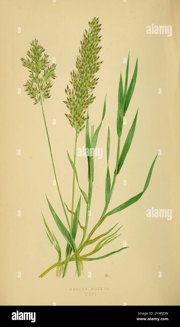 Denser spike hi-res stock photography and images - Alamy