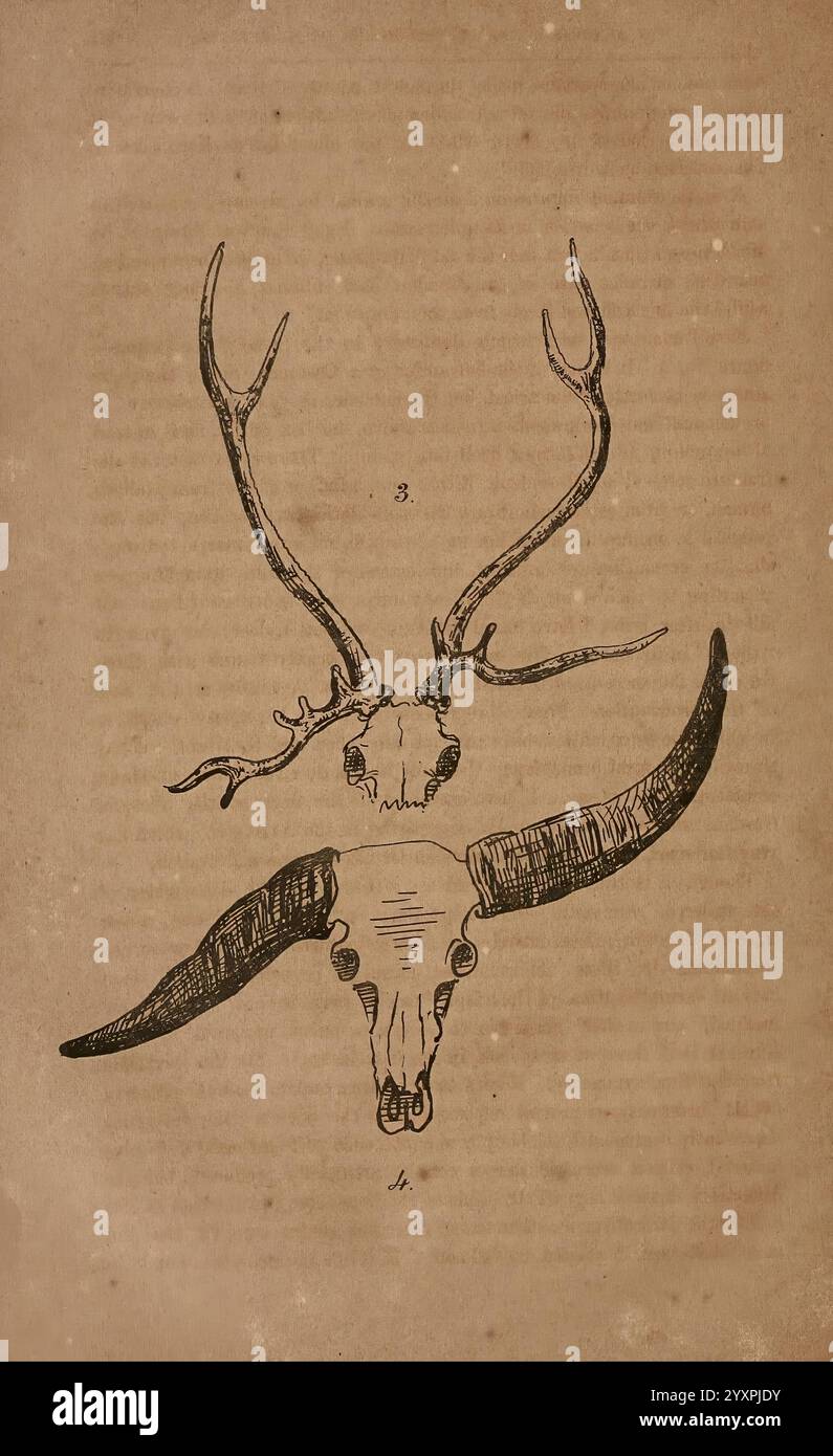 Two distinct animal skulls hi-res stock photography and images - Alamy