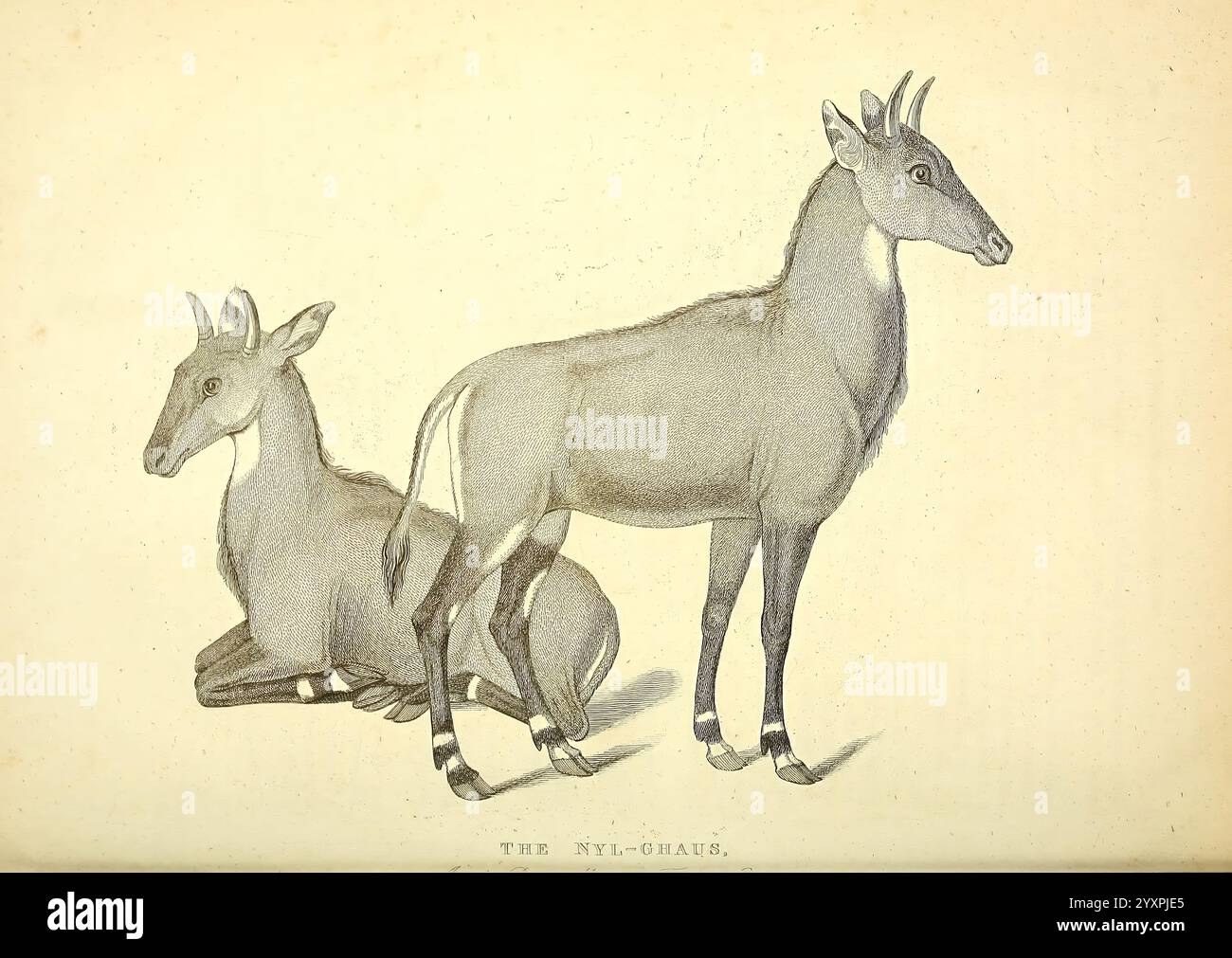 Two elegant antelopes hi-res stock photography and images - Alamy