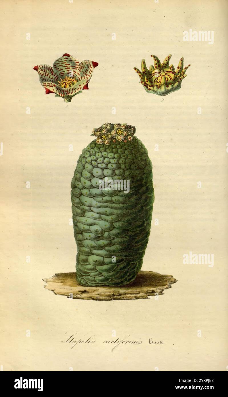 Resemble crowns hi-res stock photography and images - Alamy