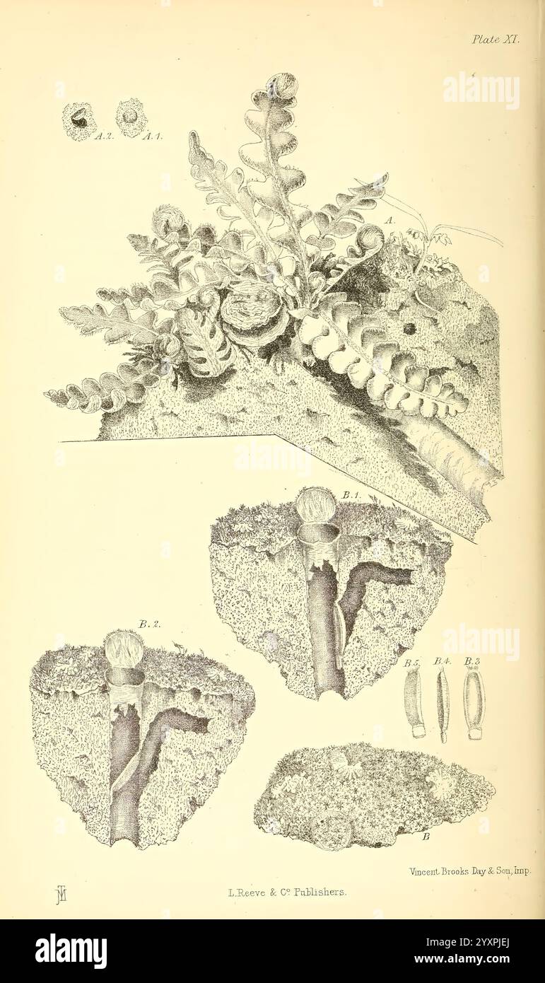 Cross sectional views revealing hi-res stock photography and images - Alamy