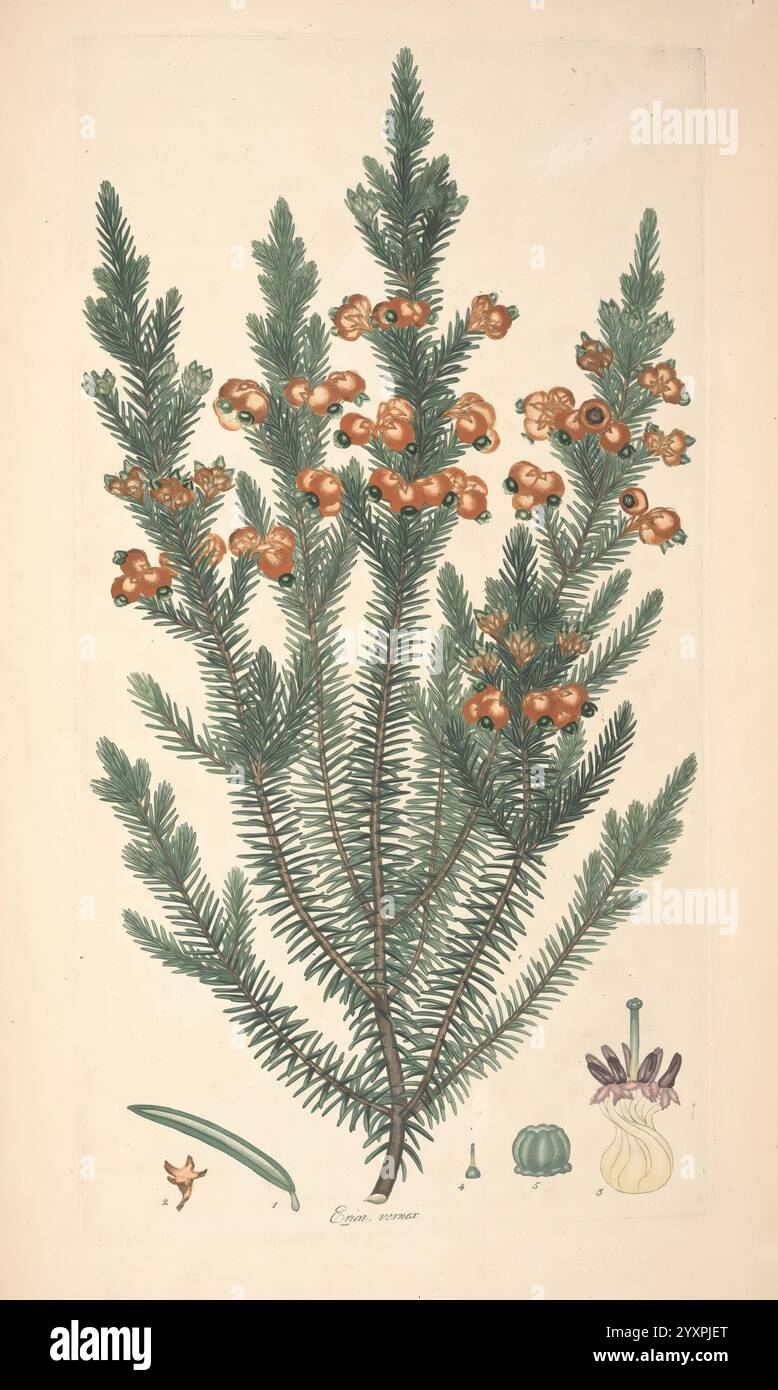 Erica vernex hi-res stock photography and images - Alamy