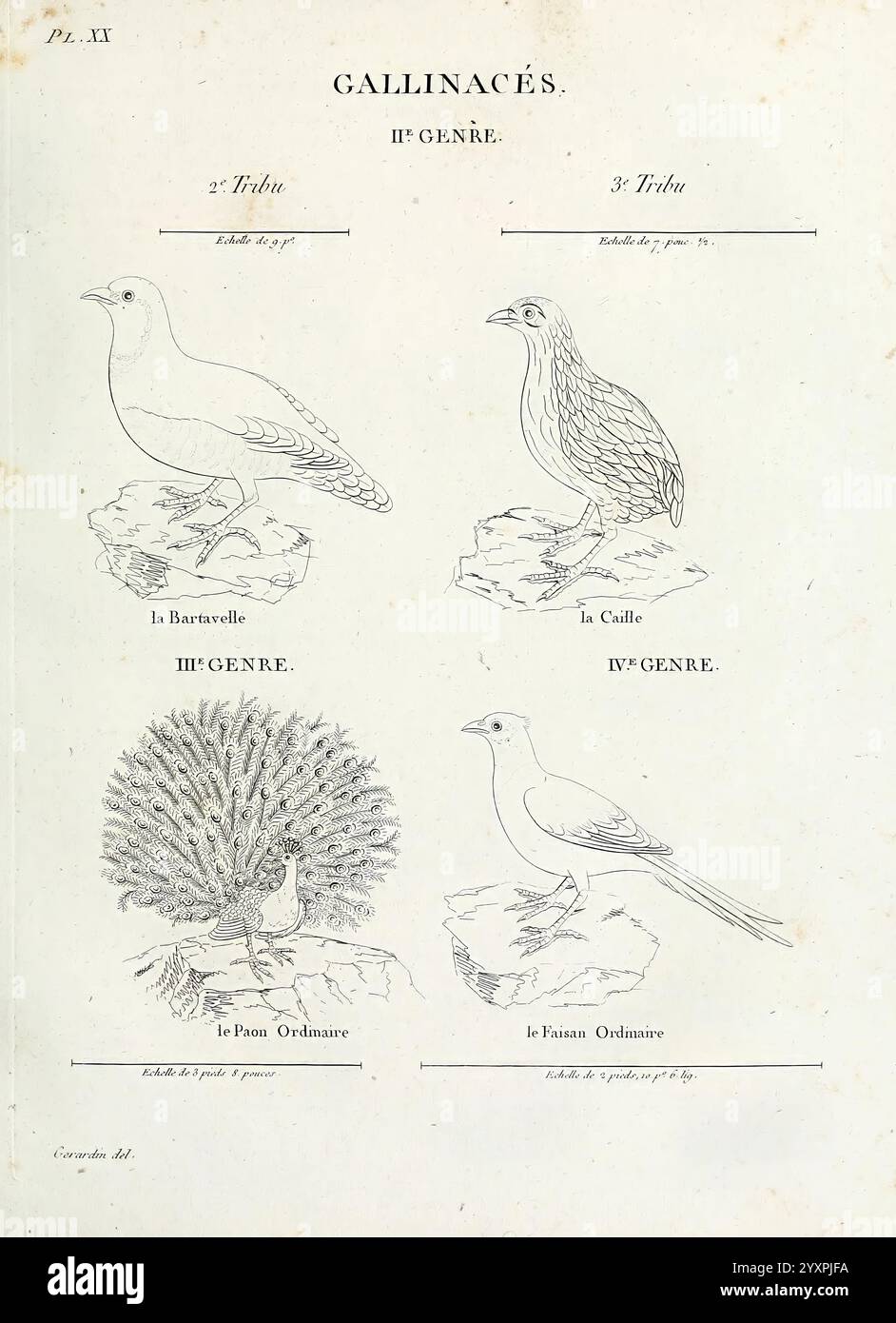 Tableau élémentaire d'ornithologie, ou, Histoire naturelle des oiseaux ...