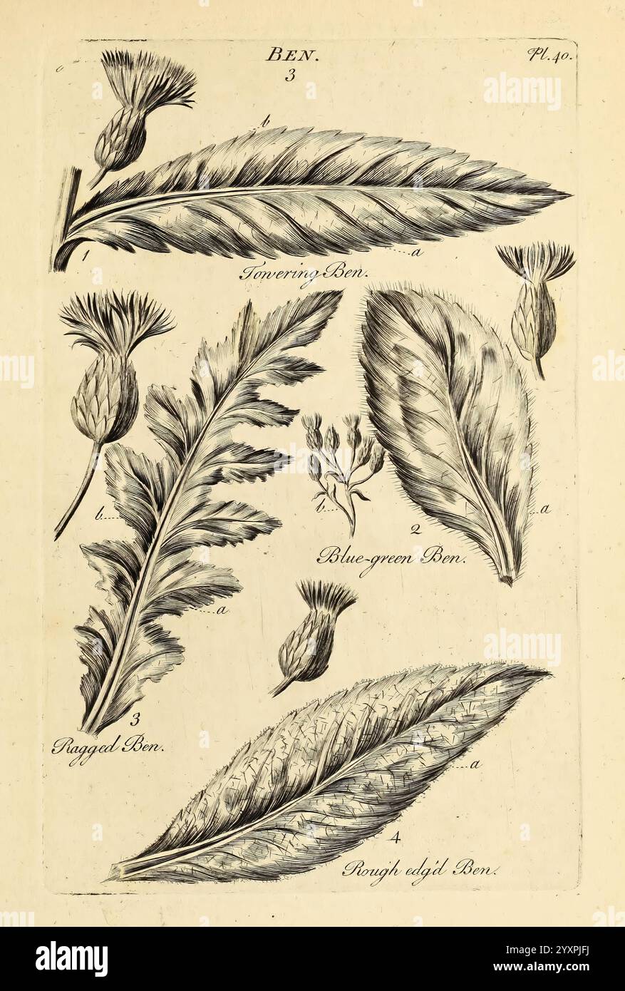 Botanical diversity represented hi-res stock photography and images - Alamy