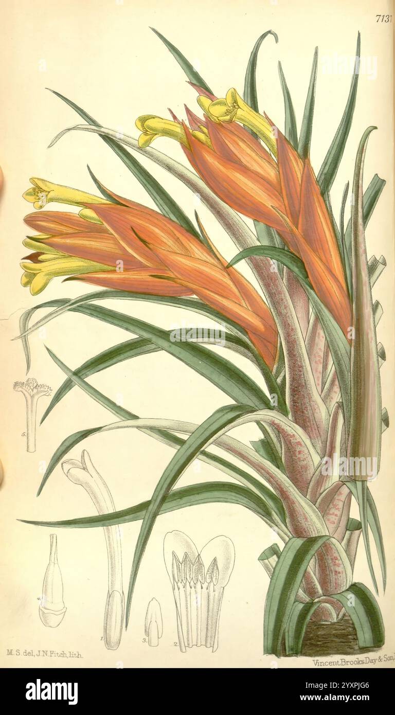 Featuring tubular blossoms in shades of orange hi-res stock photography ...