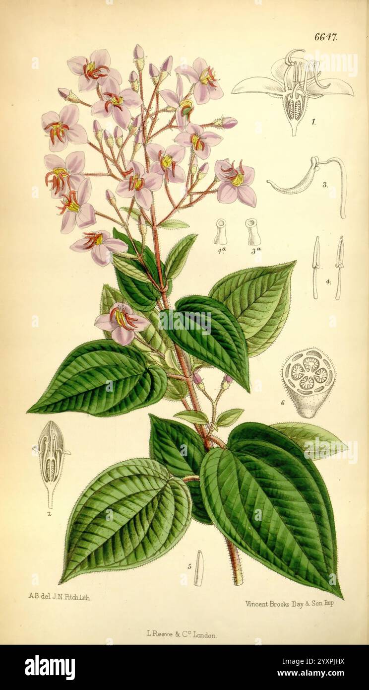 Curtis's Botanical Magazine London New York botanical illustration ...