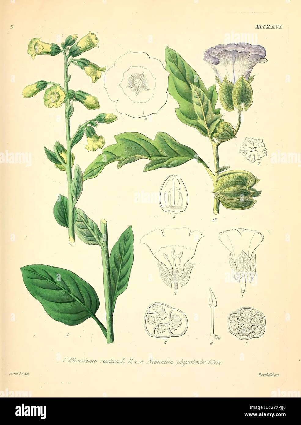 Showcasing detailed botanical drawings hi-res stock photography and ...