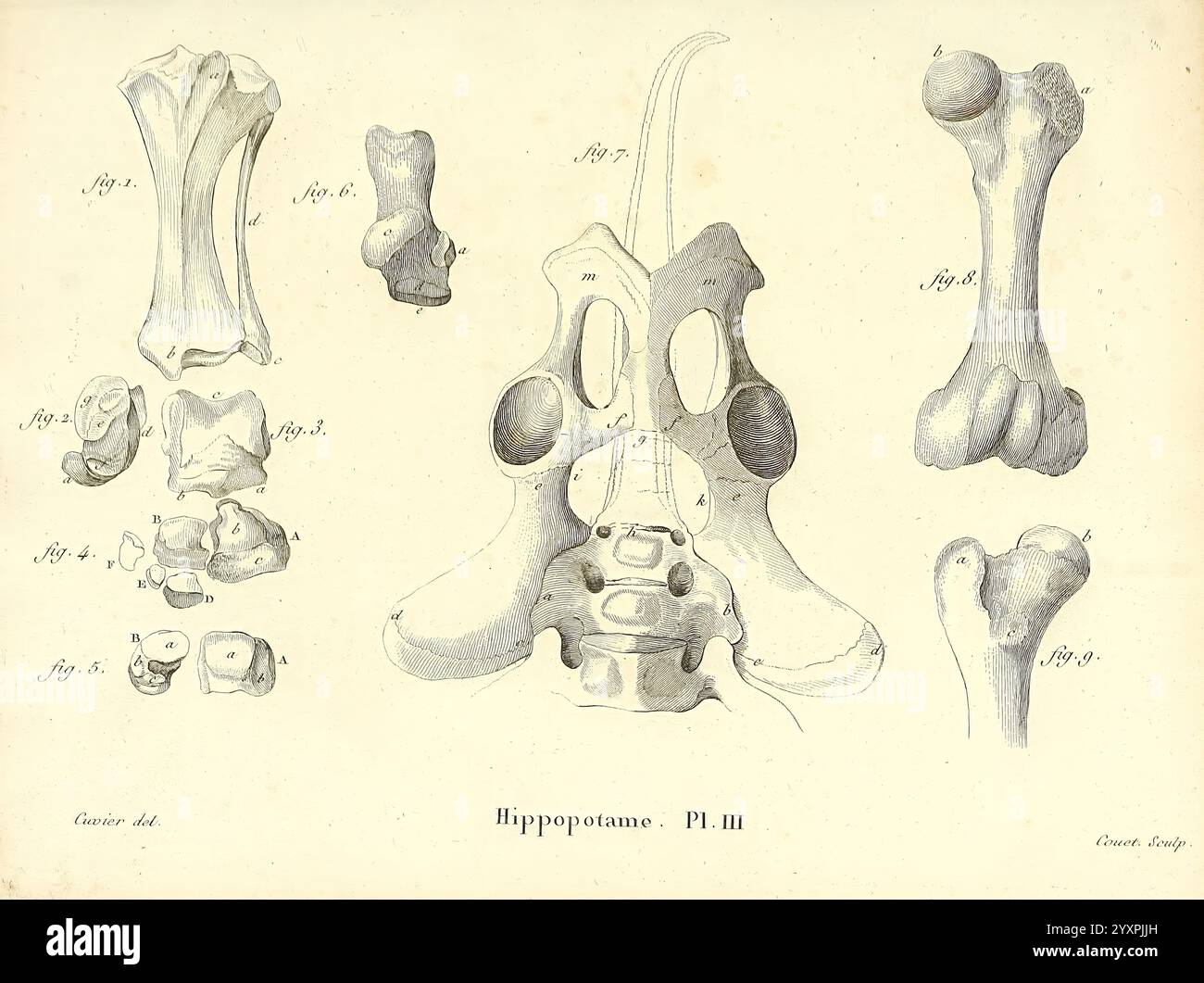 Understanding bone morphology hi-res stock photography and images - Alamy