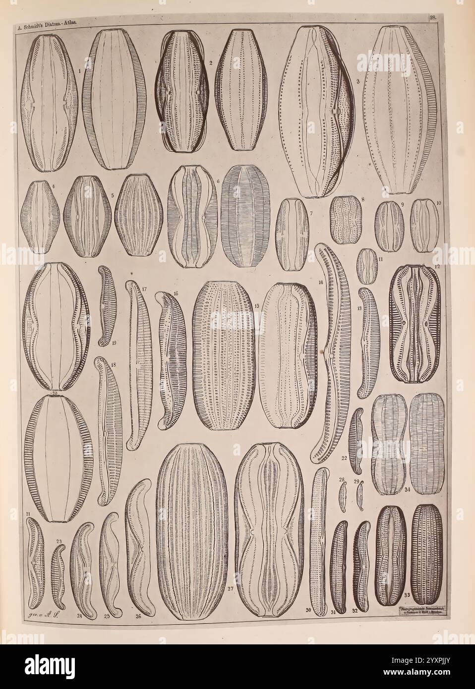 Diatom morphology hi-res stock photography and images - Alamy
