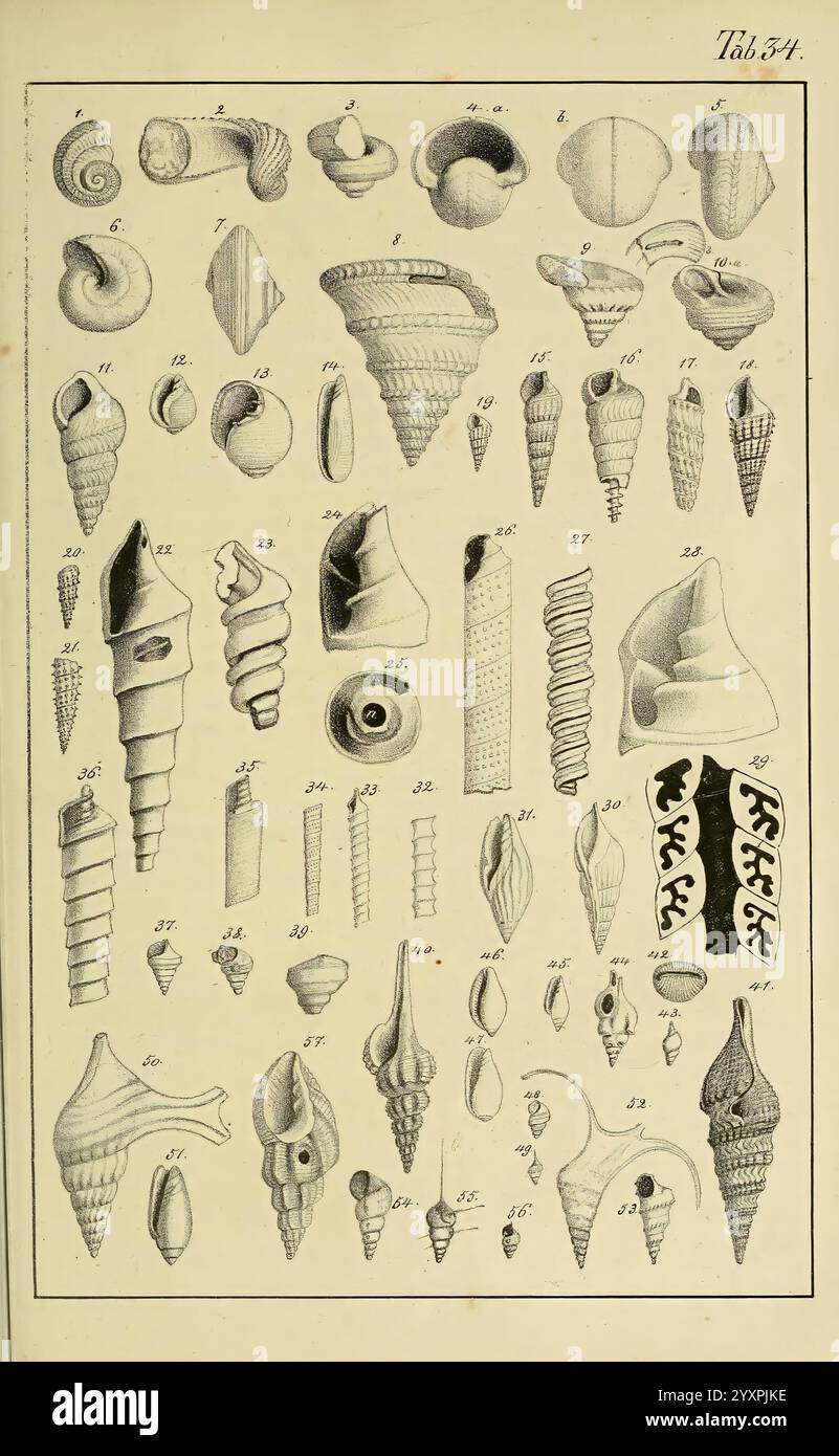Handbuch der Petrefaktenkunde, Tübingen, H. Laupp, 1852, fossils ...