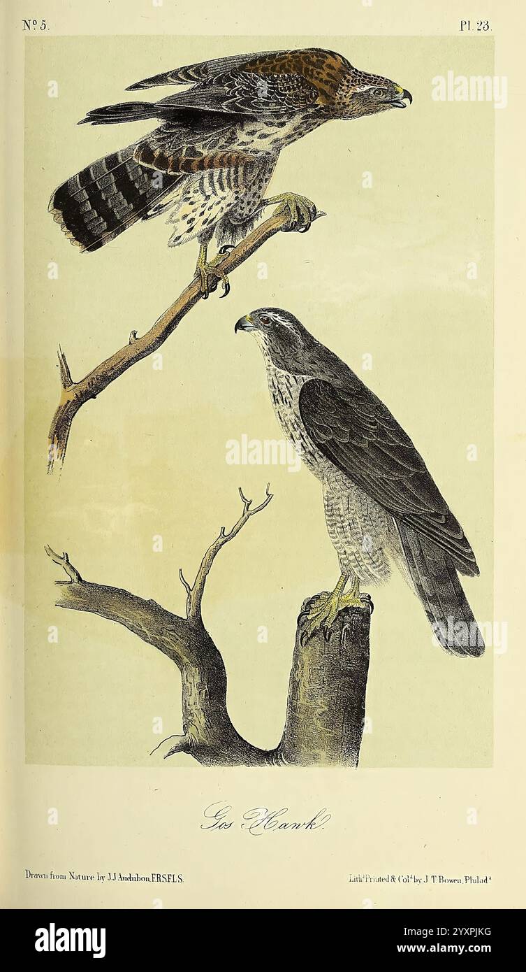 The birds of America, New York, G.R. Lockwood, 1871, c1839, birds ...