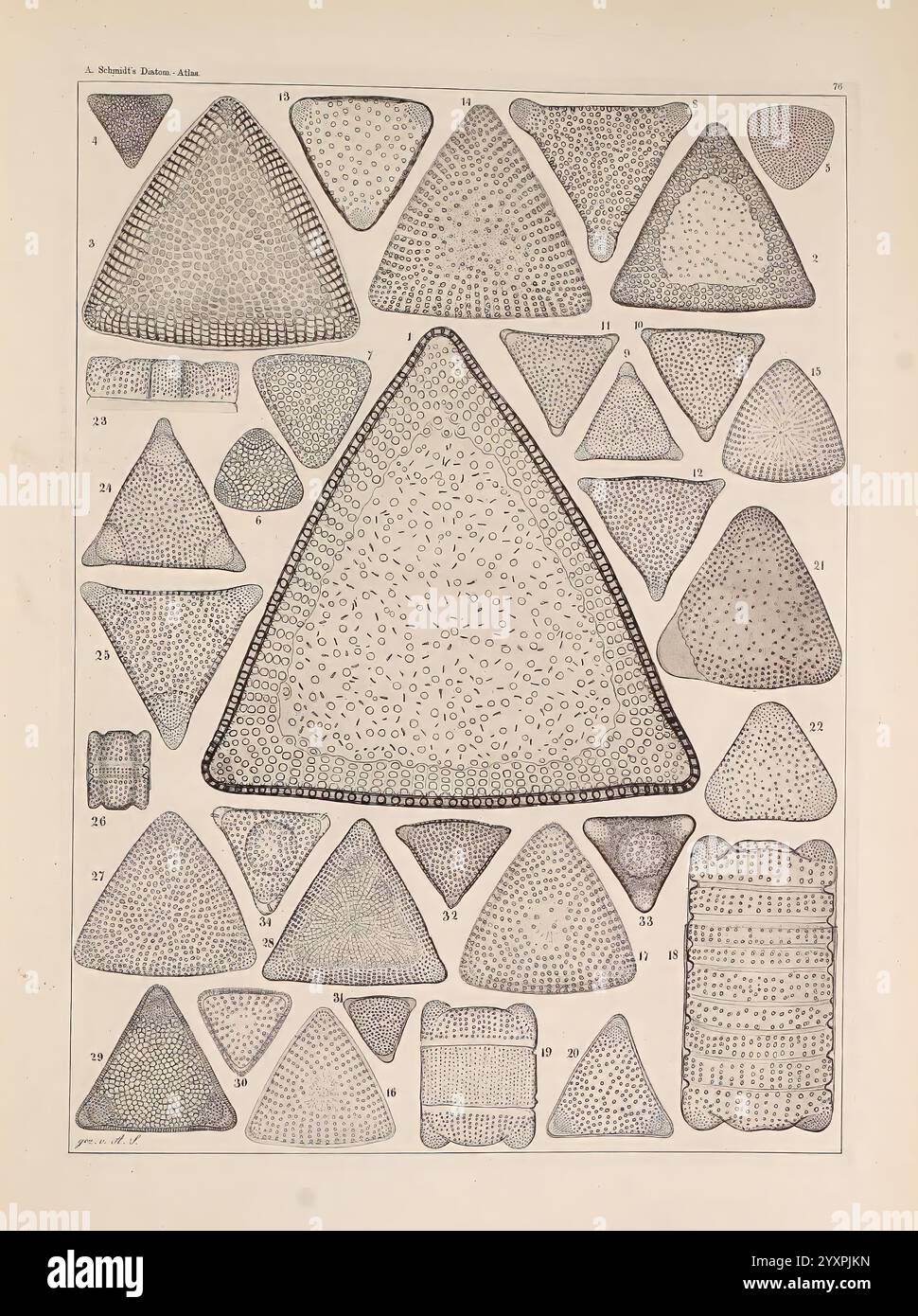 Predominantly triangular hi-res stock photography and images - Alamy