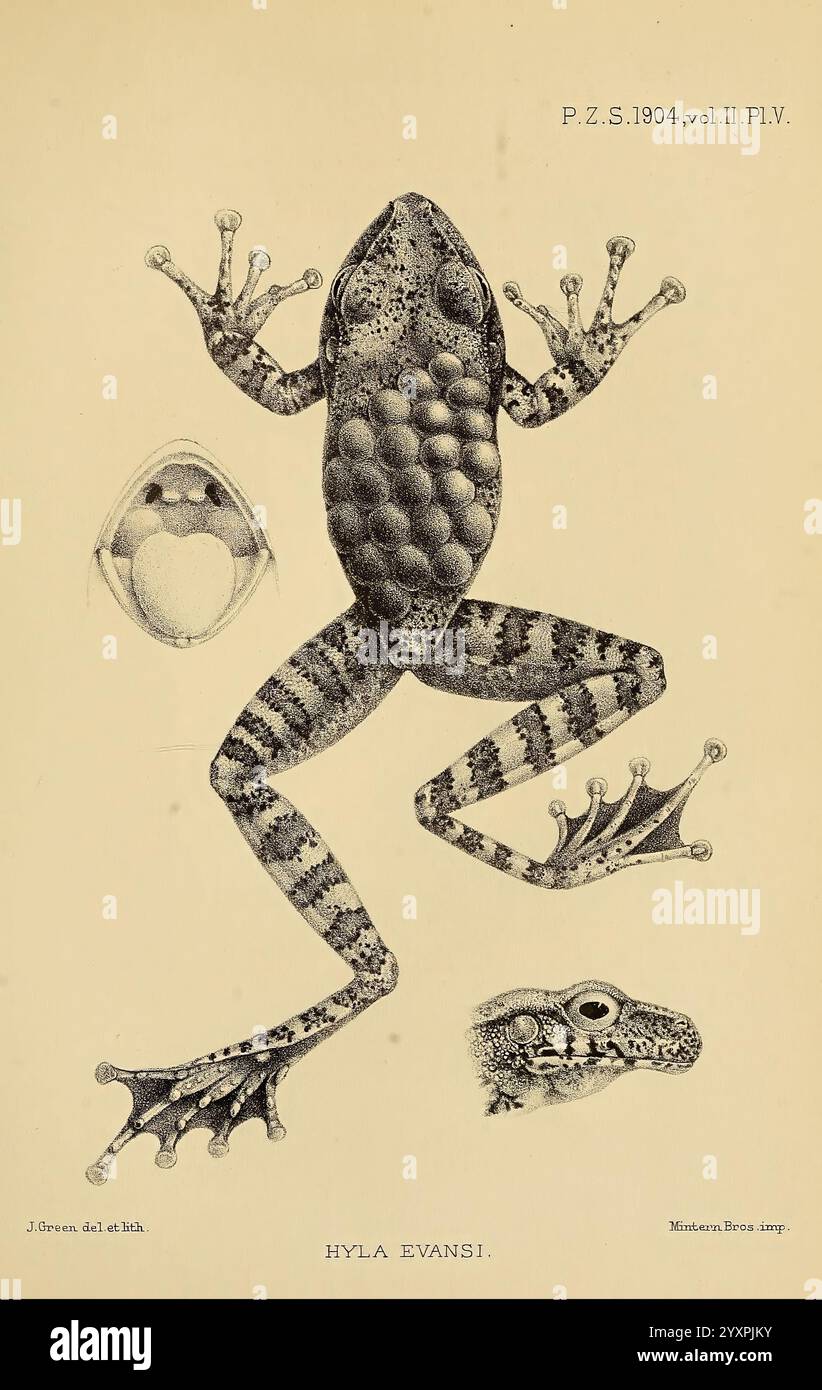 Indicates another species hi-res stock photography and images - Alamy