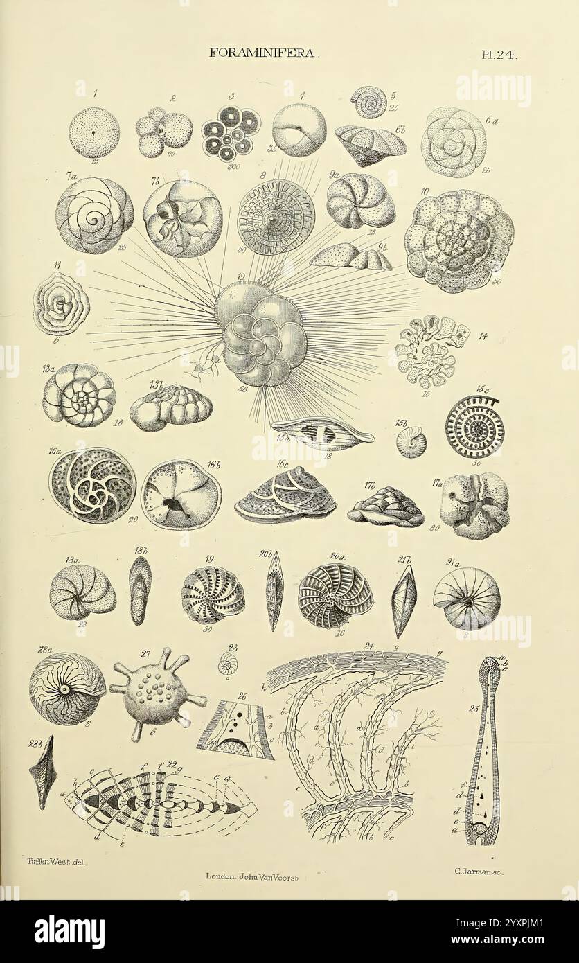 The, micrographic, dictionary, London, J, Van, Voorst, 1883 ...