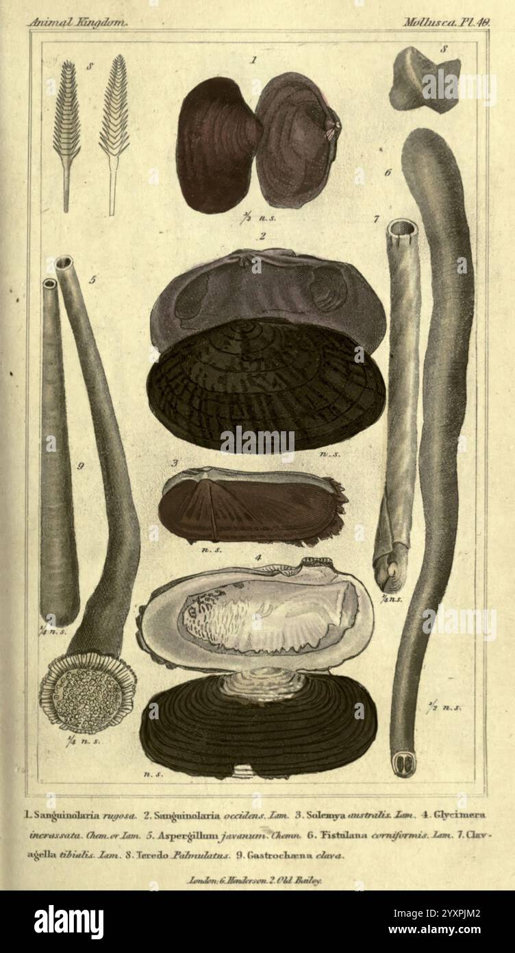 Elongated tubular forms hi-res stock photography and images - Alamy