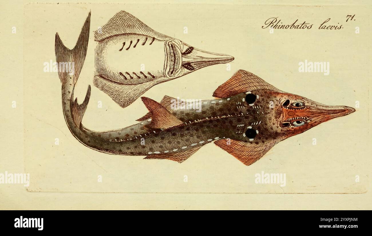 Fish rhinobatus laevis hi-res stock photography and images - Alamy