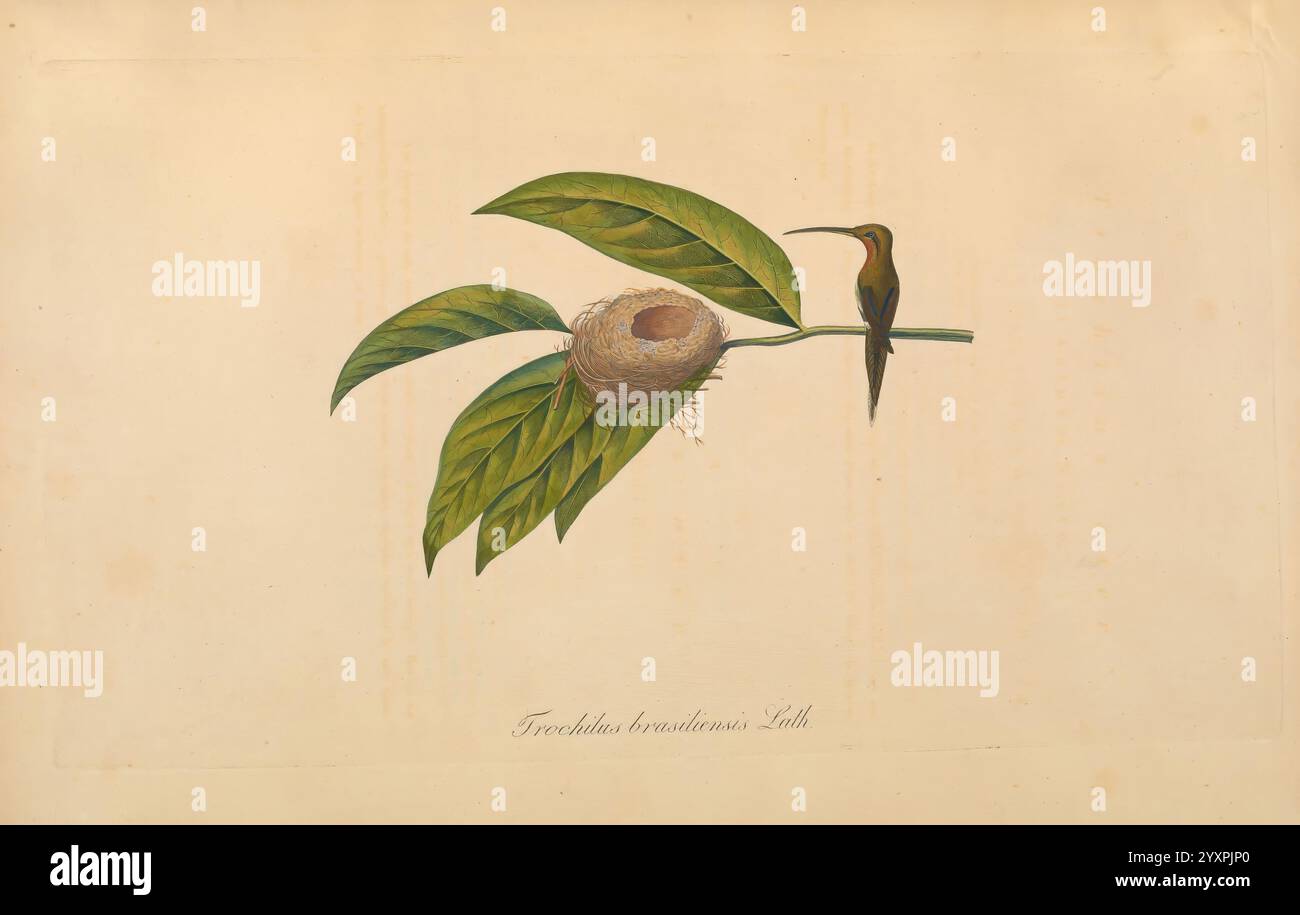 Trochilus bryoanus hi-res stock photography and images - Alamy