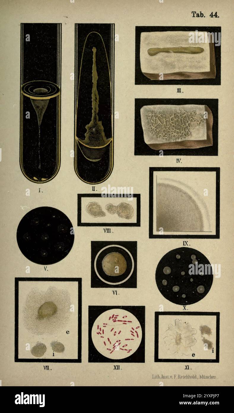 Atlas and essentials of bacteriology New York William Wood & Co. 1897 ...