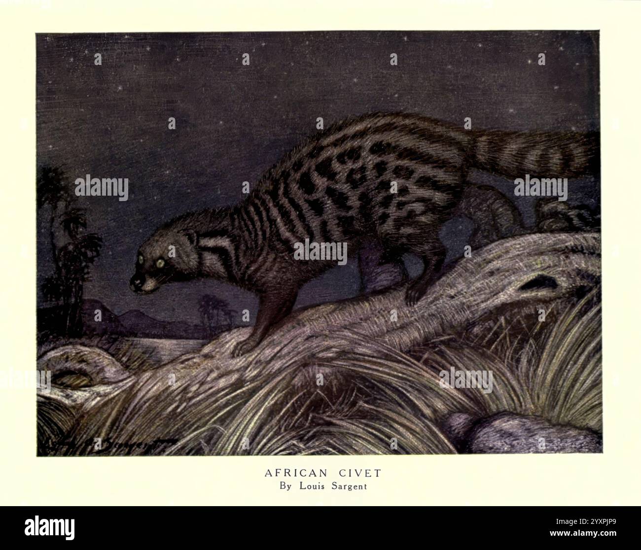 Animal behavior african civet hi-res stock photography and images - Alamy