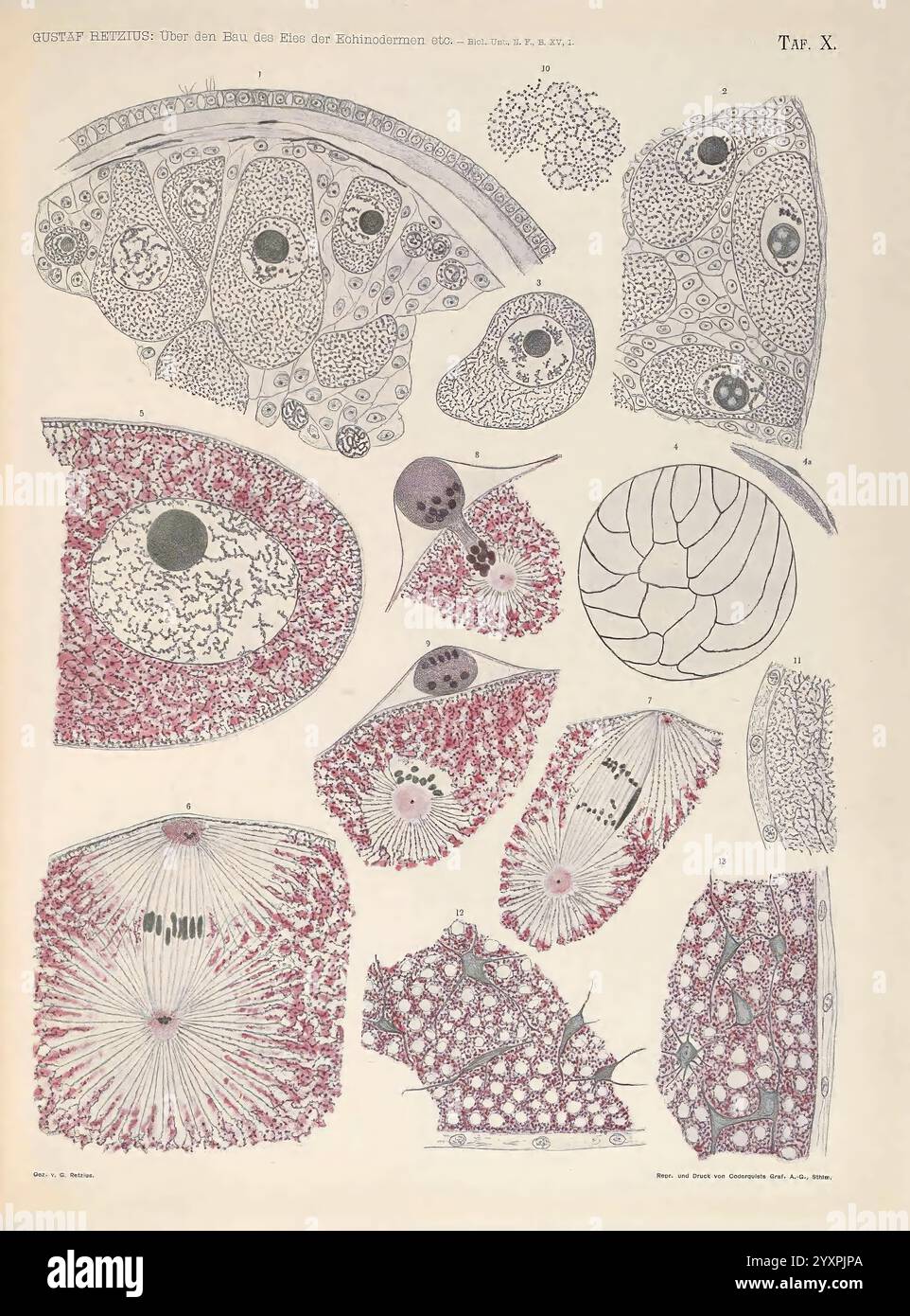 Cellular anatomy relevant hi-res stock photography and images - Alamy