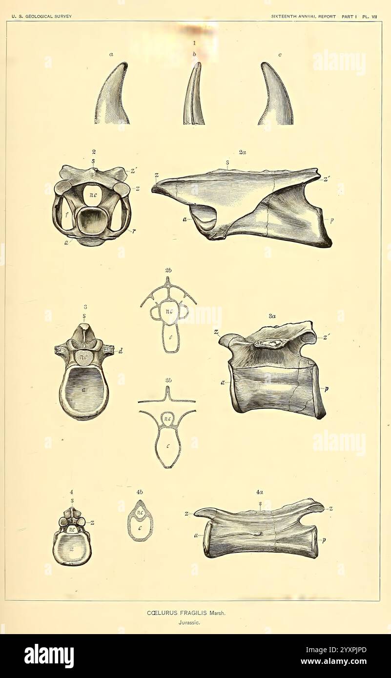 The dinosaurs of North America, Washington, Govt. Print, 1896 ...