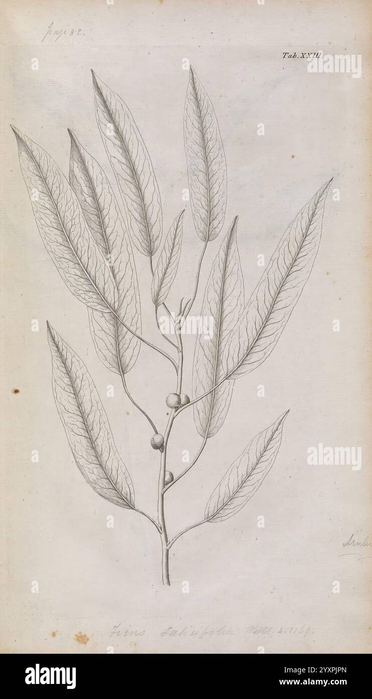 Lance shaped leaves exhibit hi-res stock photography and images - Alamy