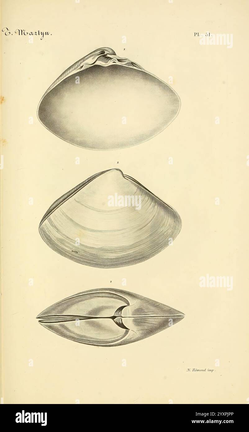 Shells smooth contours hi-res stock photography and images - Alamy