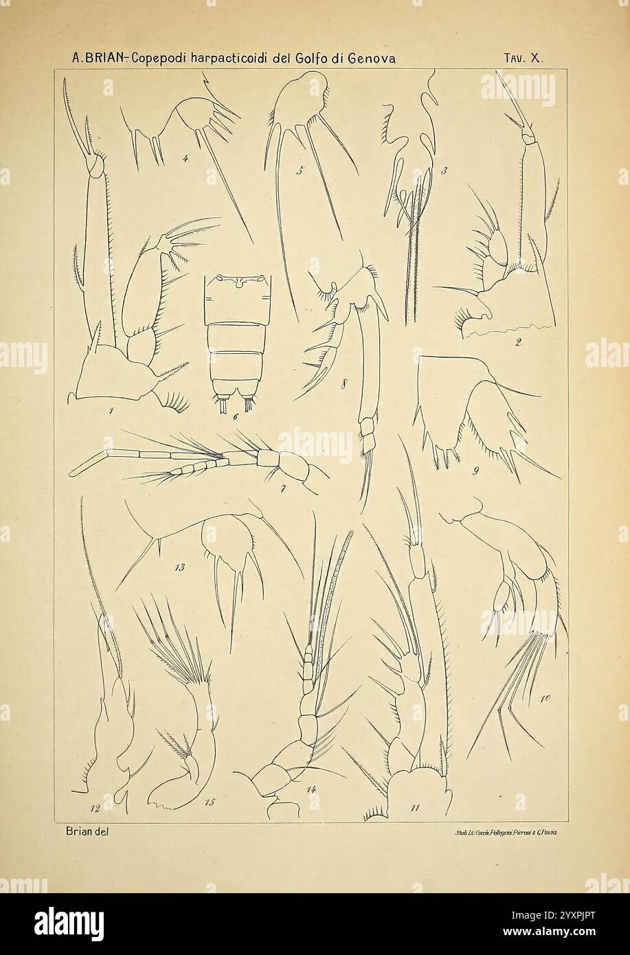 I copepodi, harpacticoidi del golfo di Genova, Genova, Istituto ...