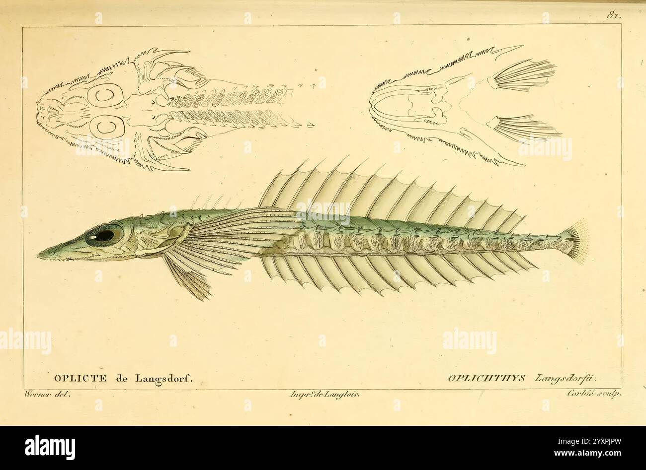 Fishs bones hi-res stock photography and images - Alamy