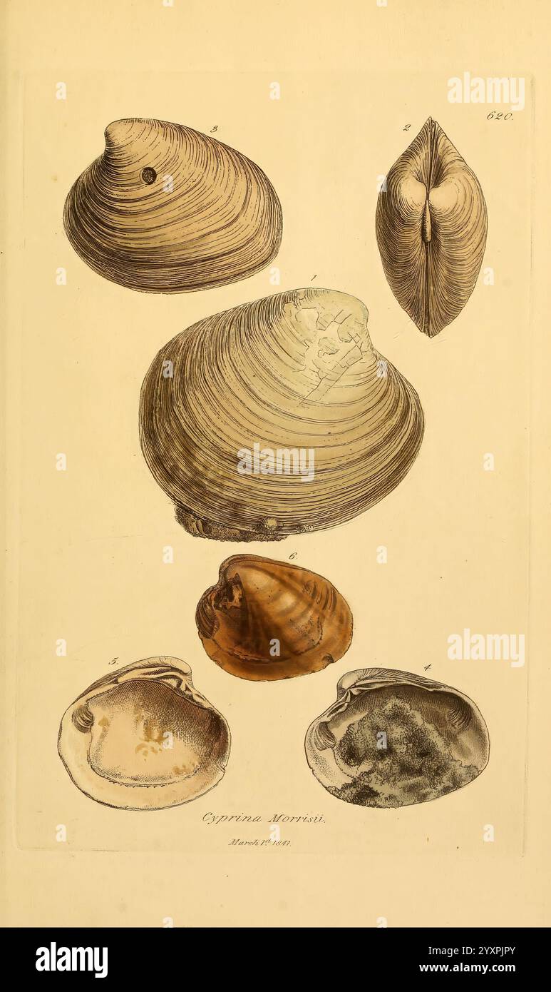 Variety within bivalve morphology hi-res stock photography and images ...