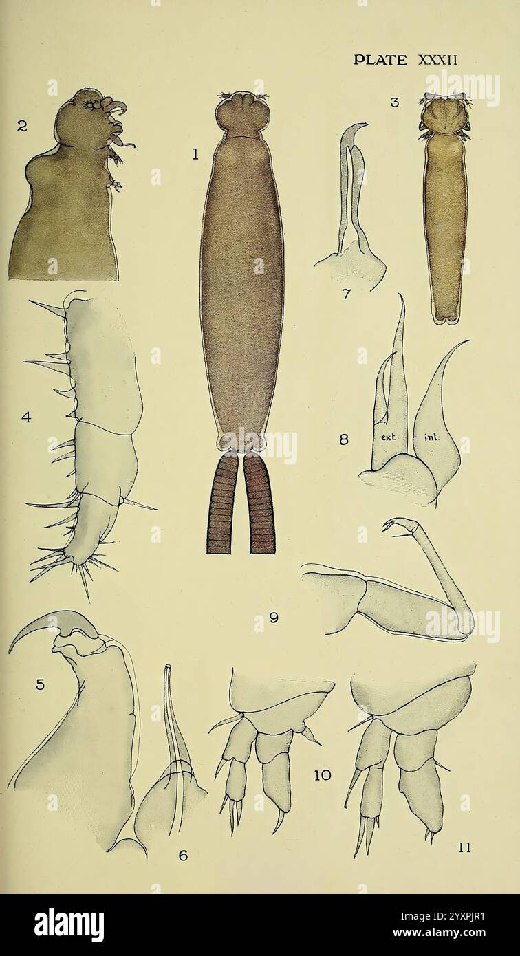 The, British, parasitic, Copepoda, London, 1913, Great Britain ...