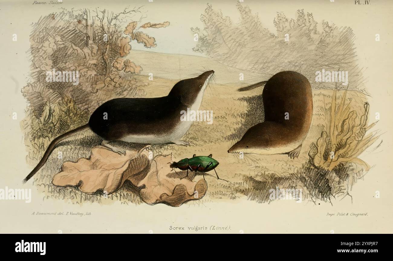 Georg 1869 1905 birds fishes mammals switzerland hi-res stock ...