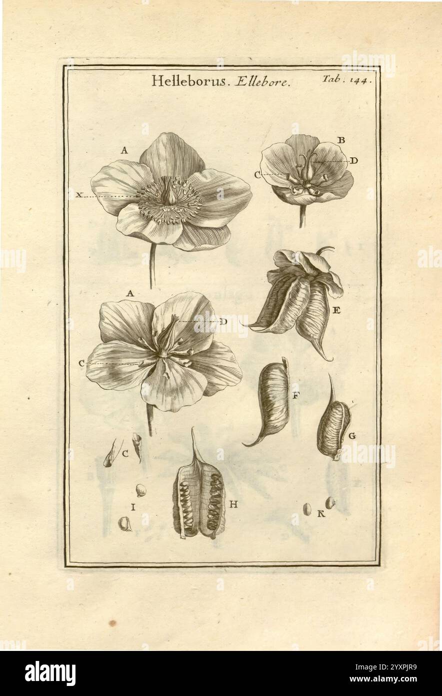 Labeled Section Showcases Distinct Floral Forms Hi Res Stock