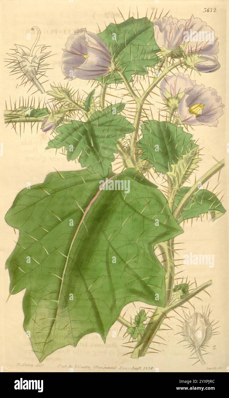 Faint botanical illustrations hi-res stock photography and images - Alamy