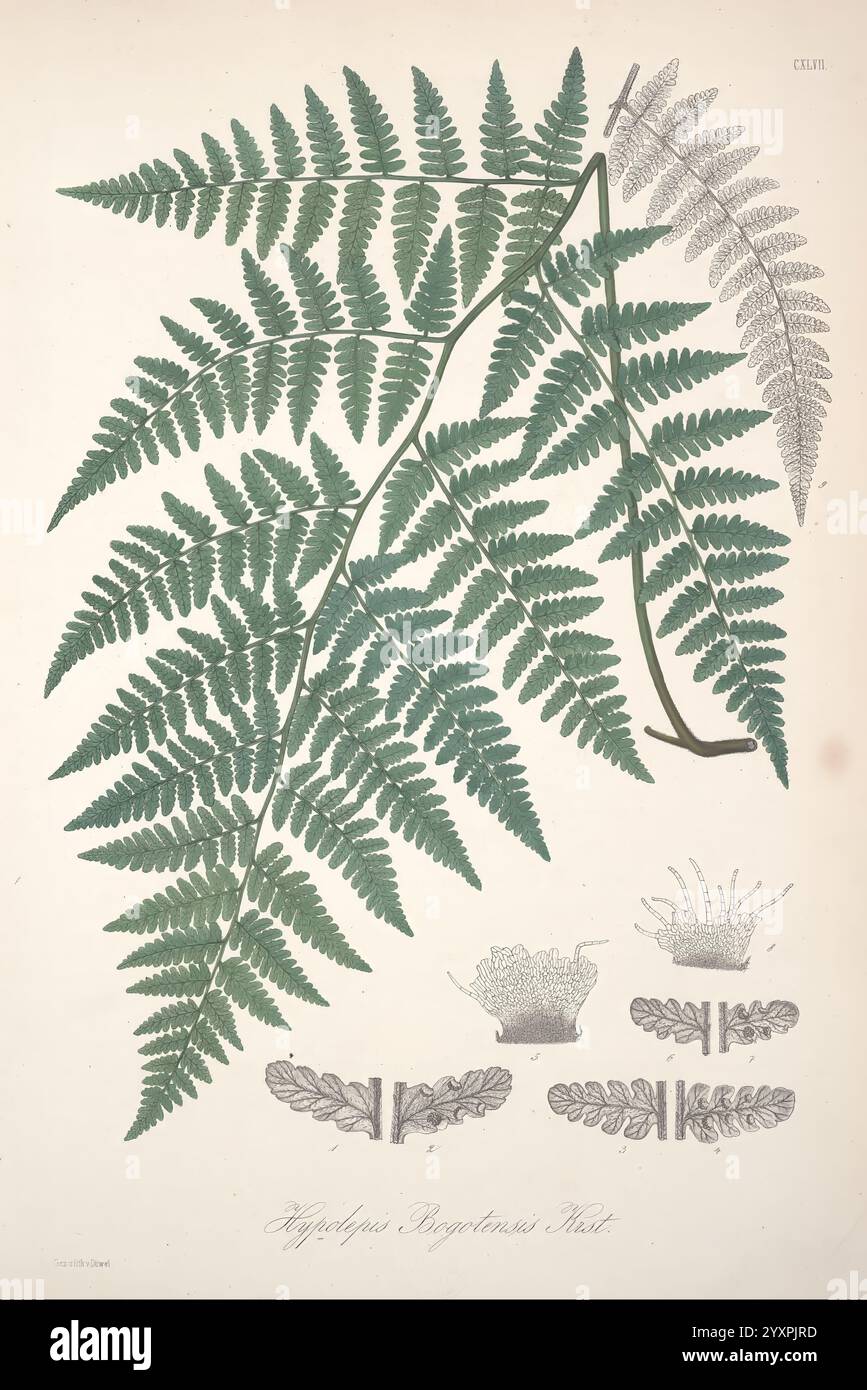 Florae Columbiae Berolini Apud Ferdinandi Duemmleri Successores 1858 69 Plants Colombia